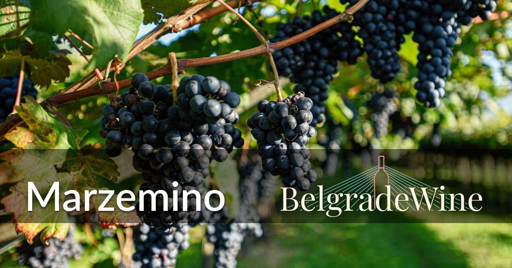 Vino Marcemino (Marzemino)