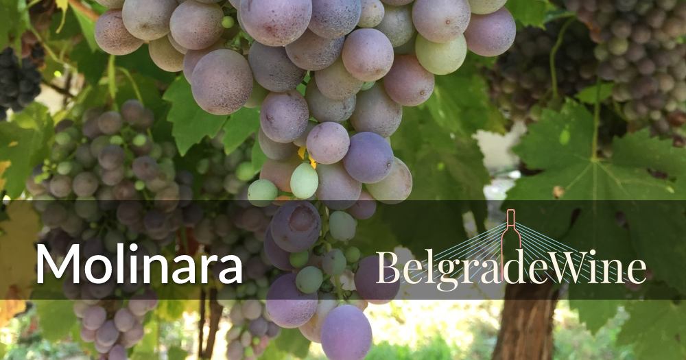 Molinara grožđe i vino...