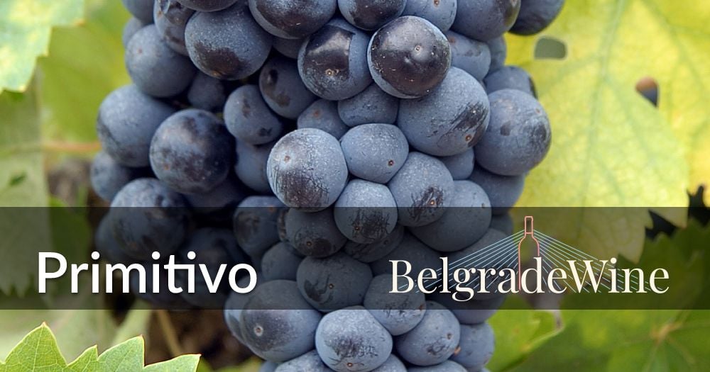 Primitivo vina
