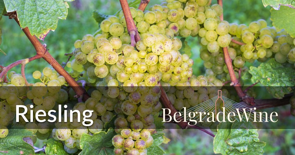 Rizling (Riesling) vina